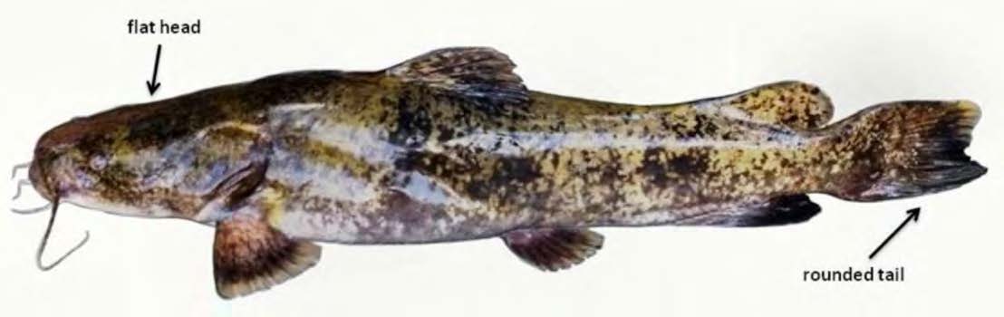 Flathead Catfish | Mississippi Department of Wildlife, Fisheries, and Parks